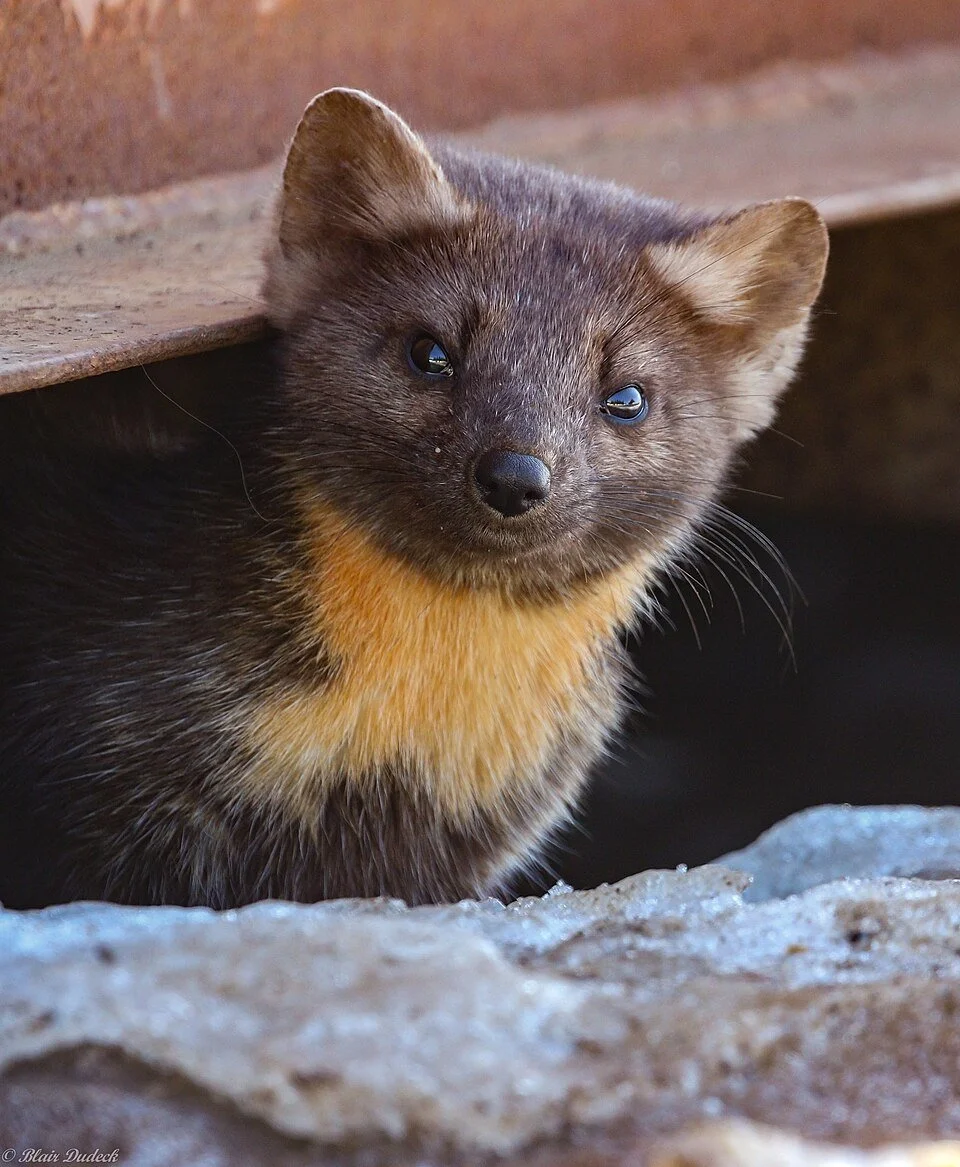 Pacific Marten (Martes caurina) | Martes Working Group