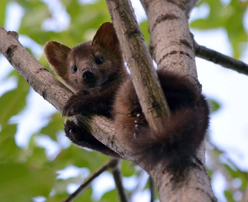 Sable Marten (Martes zibellina) | Martes Working Group