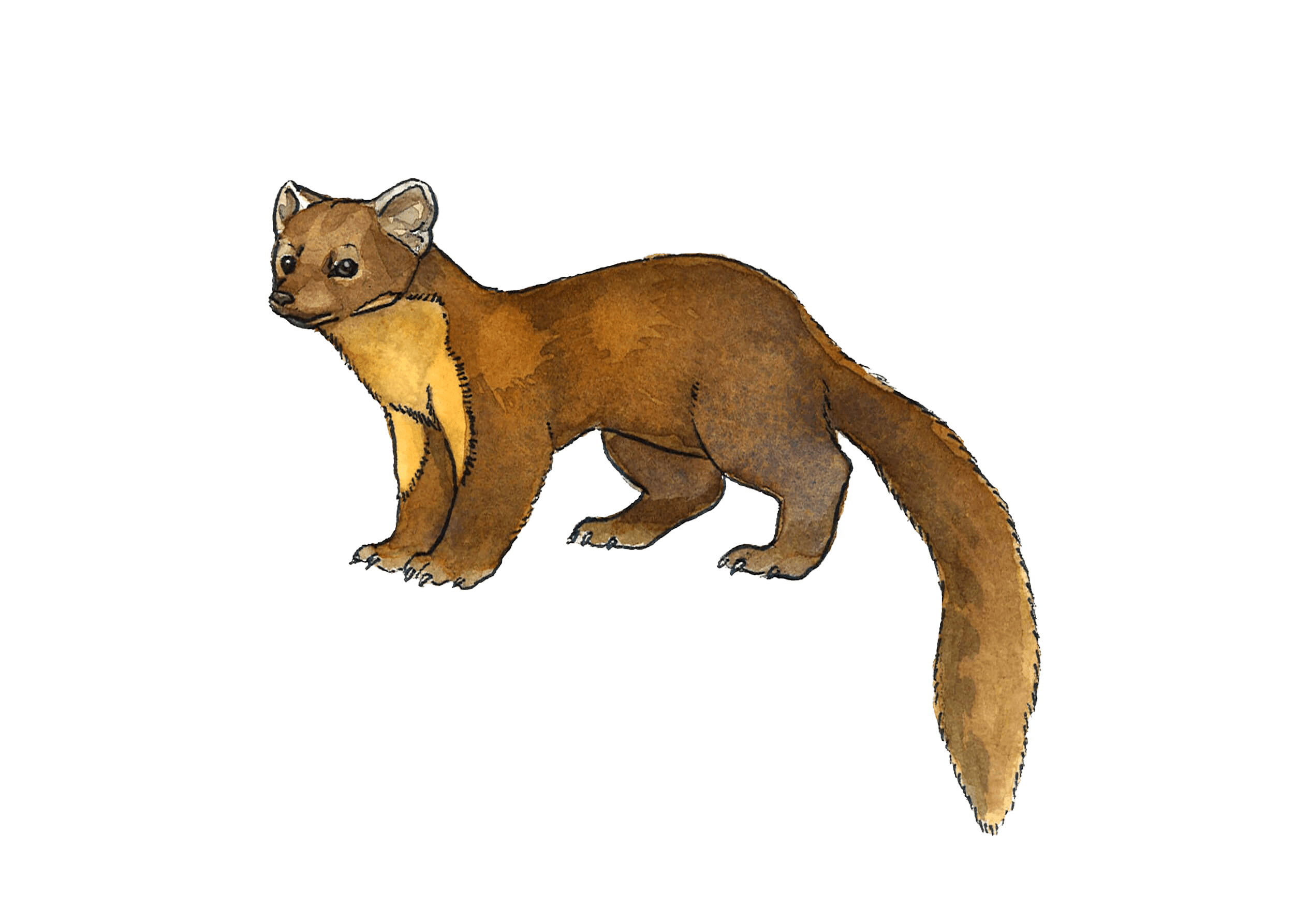 Pacific Marten (Martes caurina) | Martes Working Group
