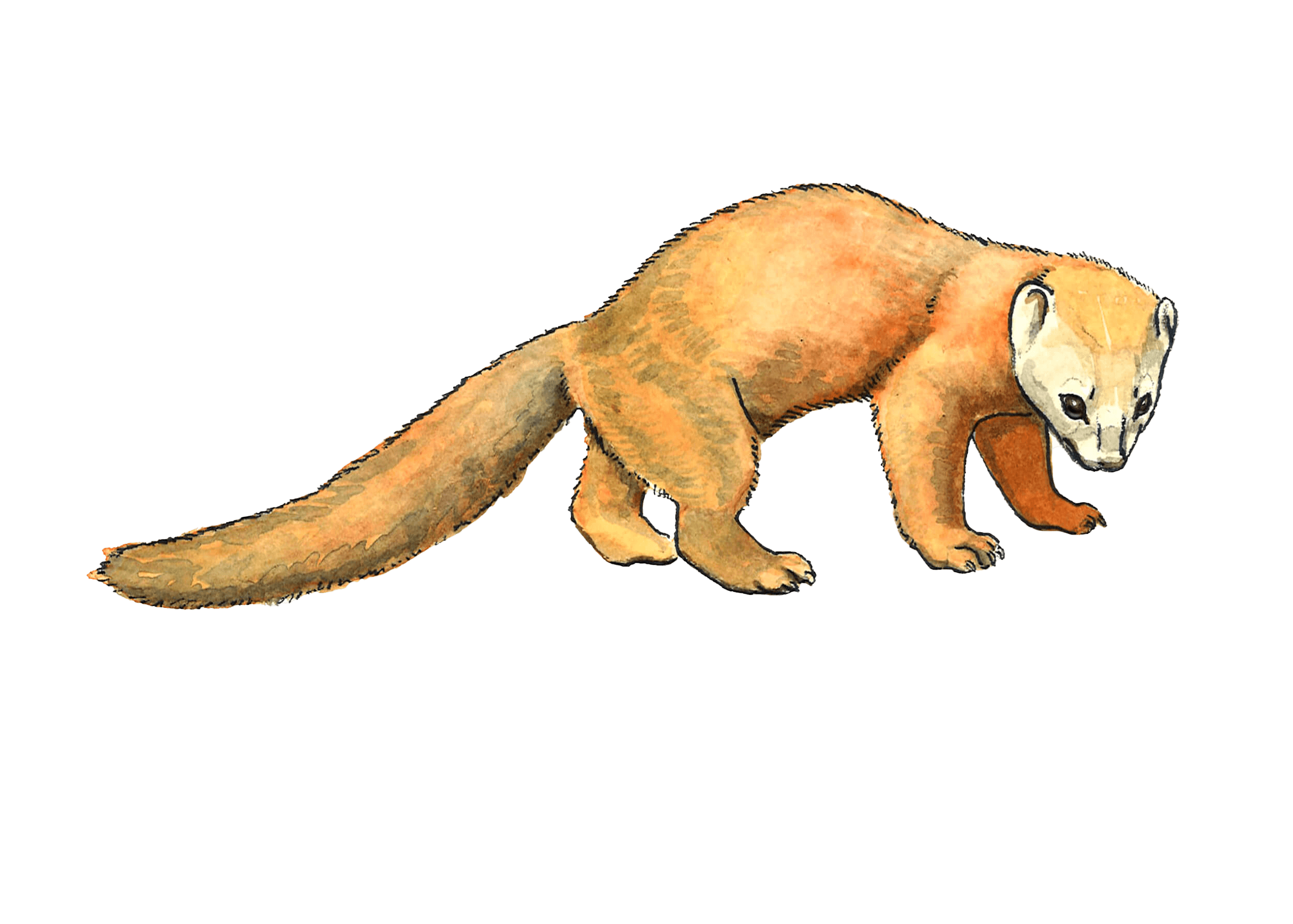 Japanese Marten (Martes melampus) | Martes Working Group