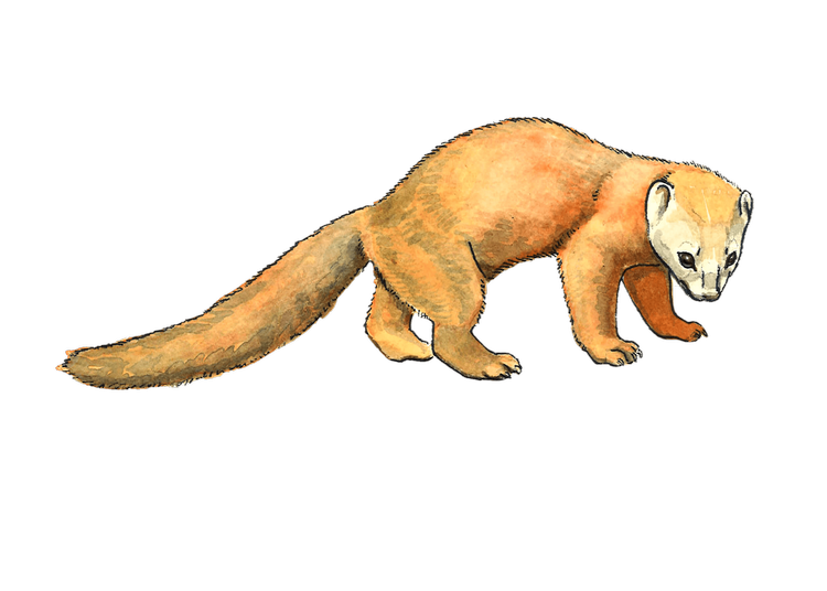 Japanese Marten (Martes melampus) | Martes Working Group