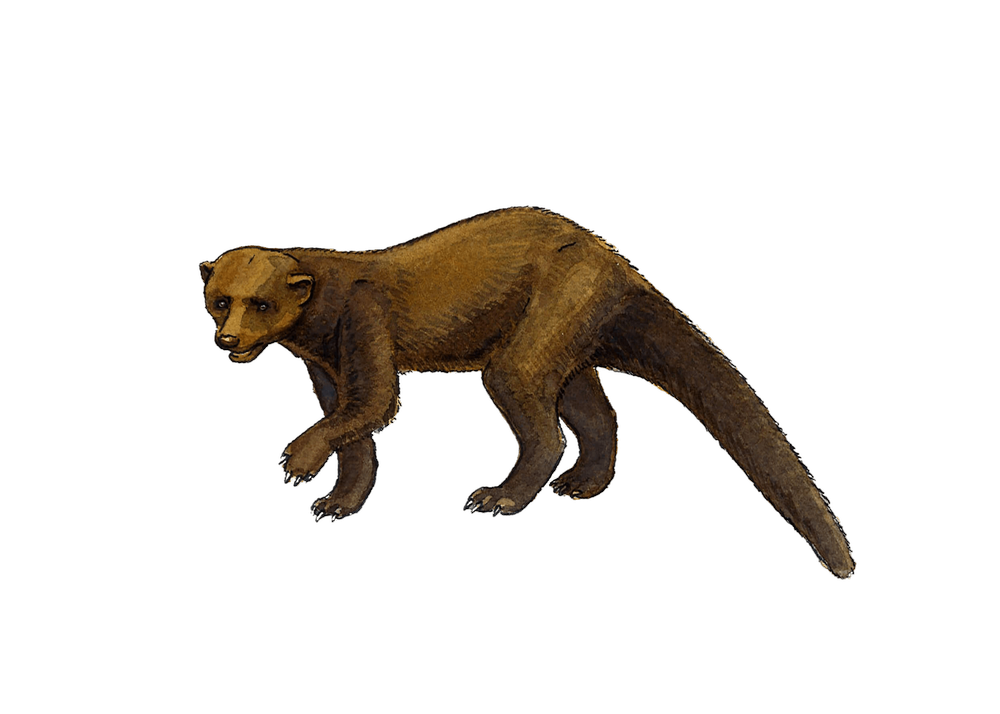 Japanese Marten (Martes melampus) | Martes Working Group