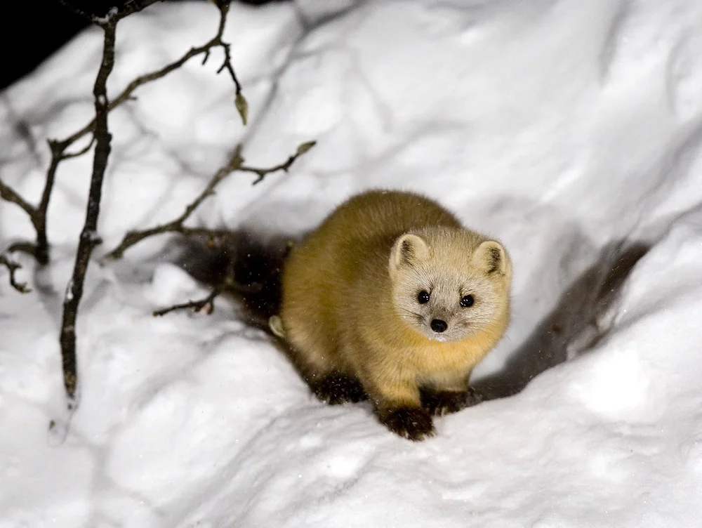 Japanese Marten (Martes melampus) | Martes Working Group
