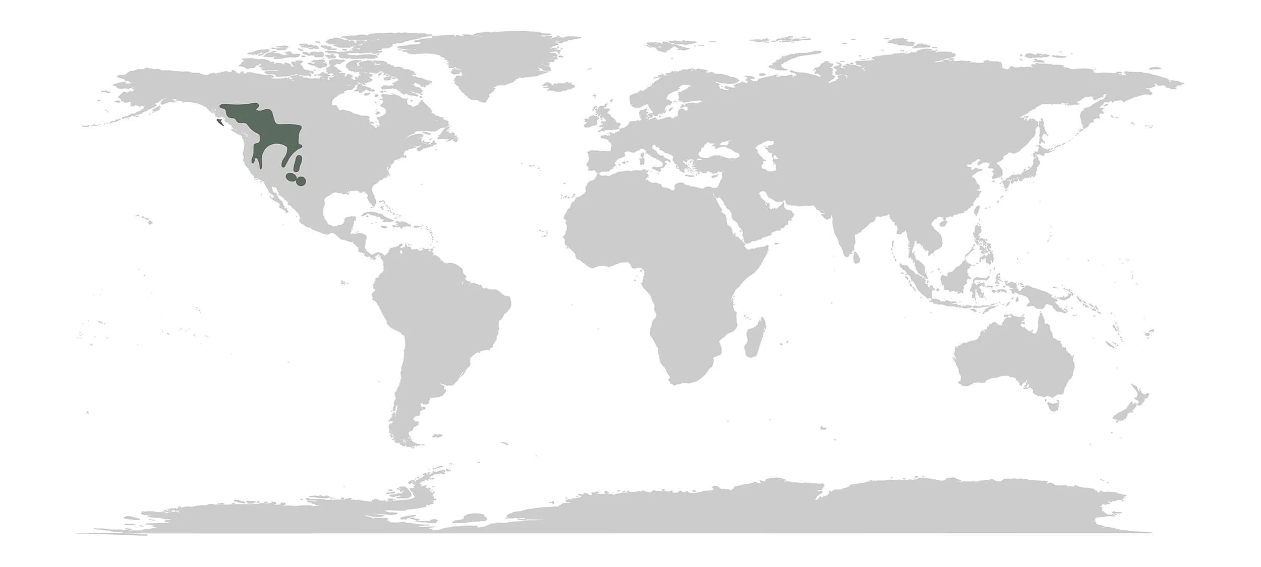 Pacific Marten (Martes caurina) | Martes Working Group