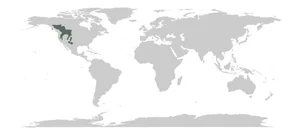 Pacific Marten (Martes caurina) | Martes Working Group