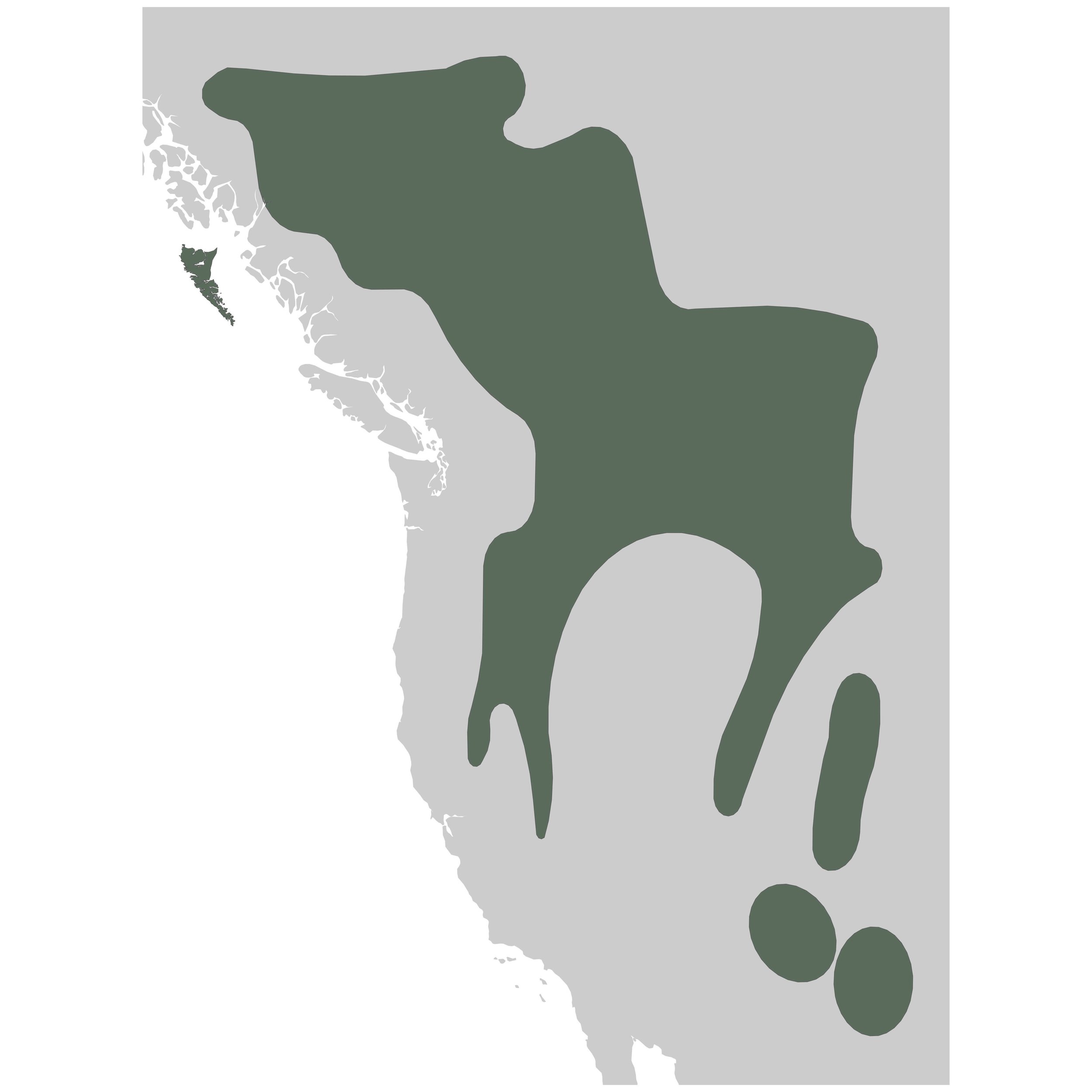 Pacific Marten (Martes caurina) | Martes Working Group