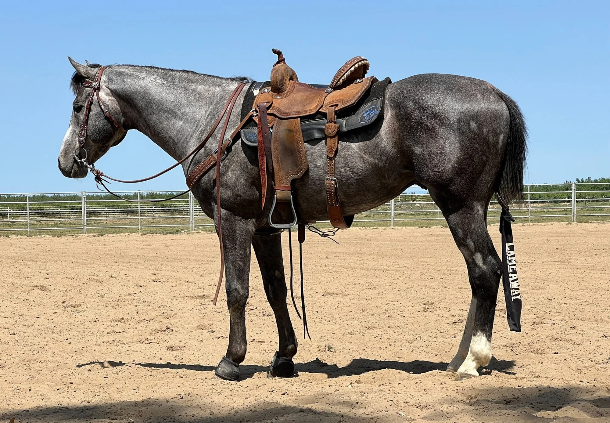 Standing Stallions — Pioneer Equine Hospital