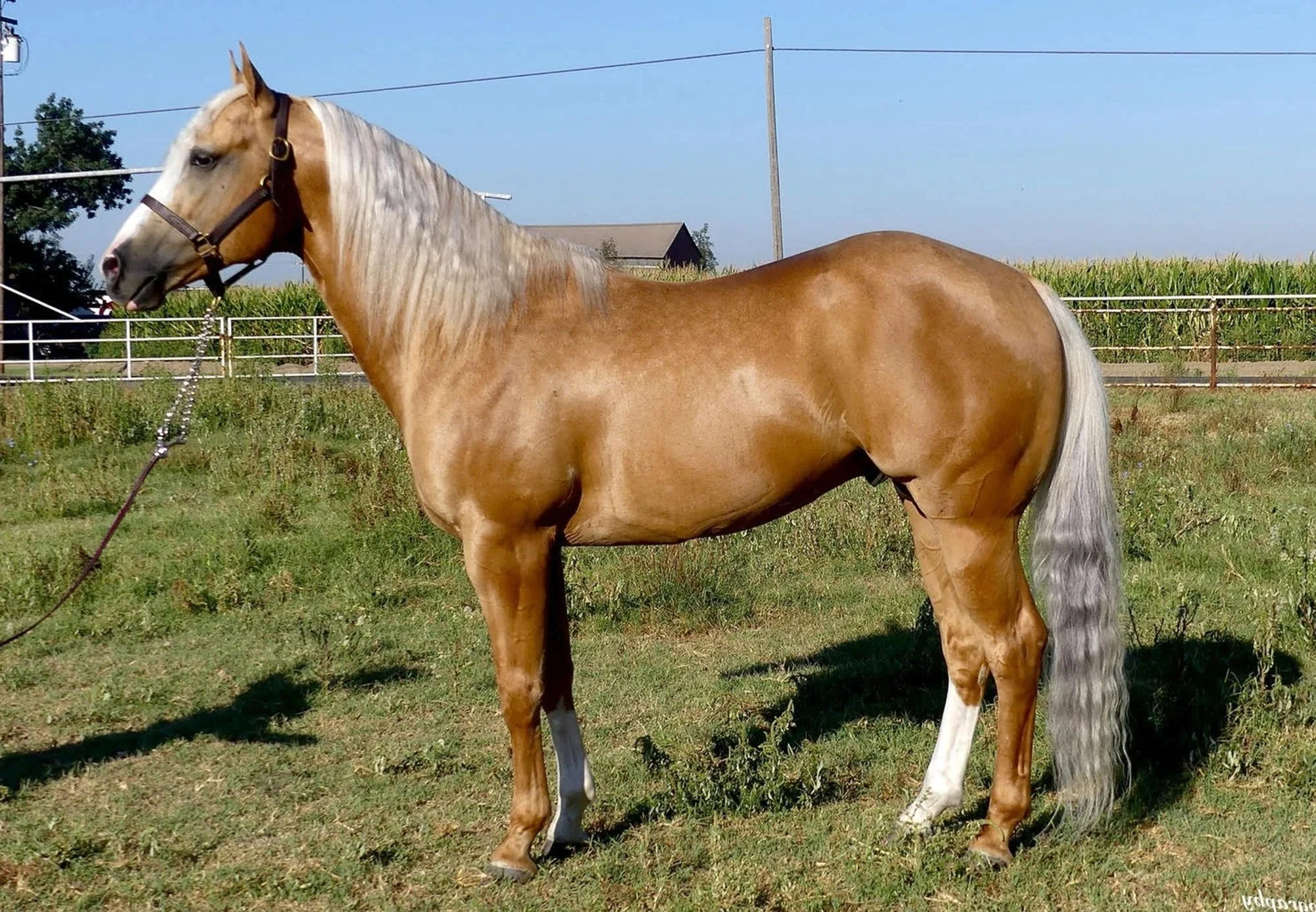 Standing Stallions — Pioneer Equine Hospital