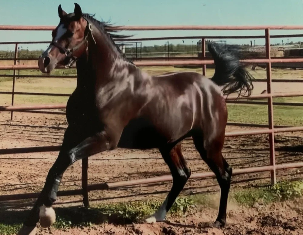 Standing Stallions — Pioneer Equine Hospital