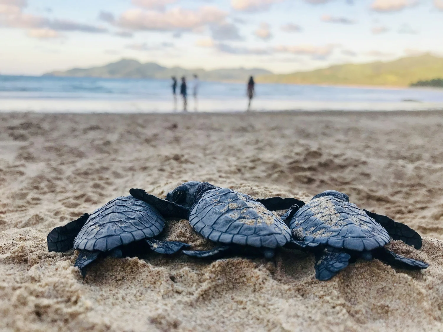 SWFL Sea Turtle Rescue