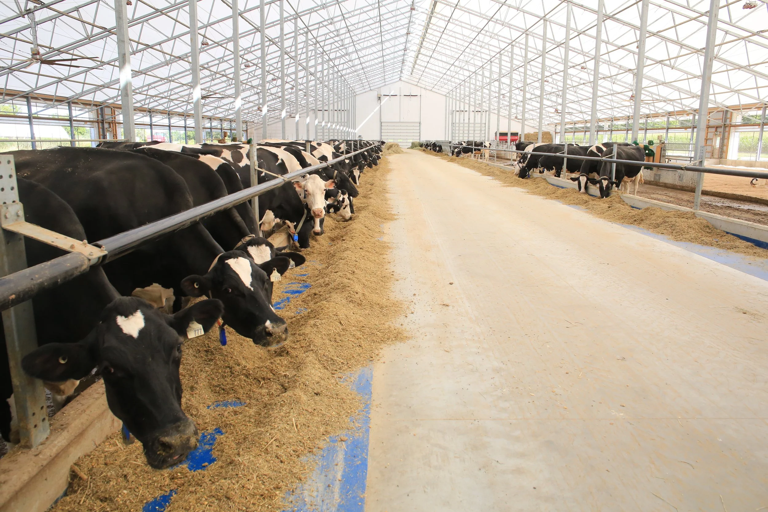 Dairy — WeCover Structures