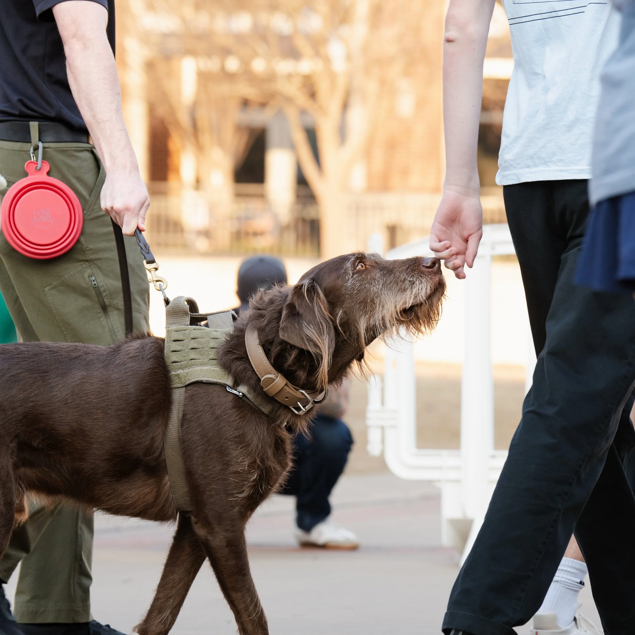 Canine Detection & Security Services | Global K9