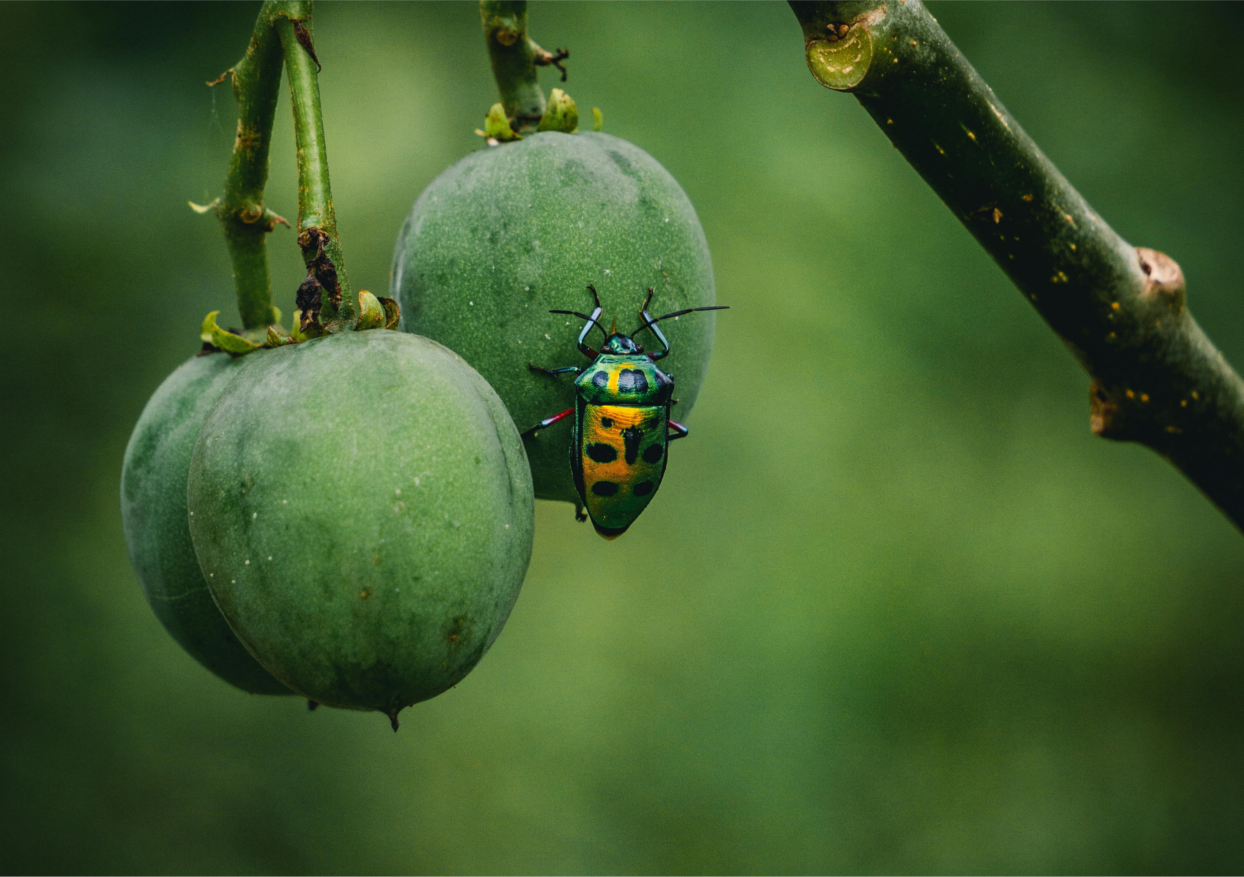 Bug Man — Little Fruits Magazine