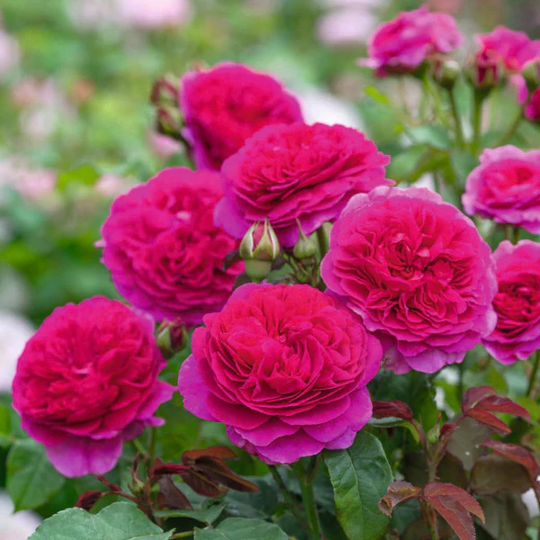 Puckett's Nursery