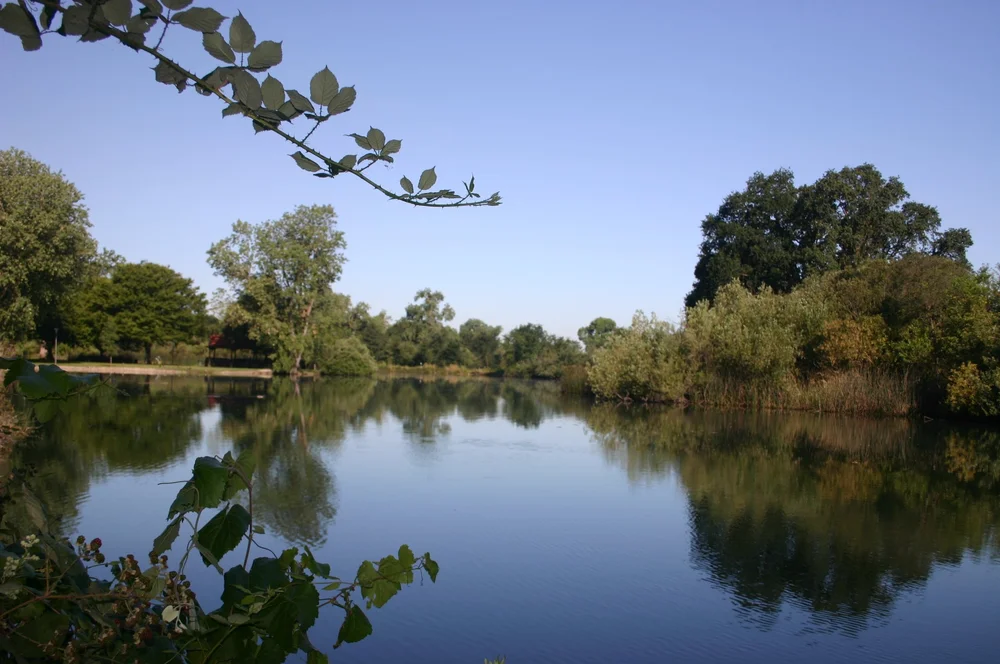 Friends Of Lodi Lake