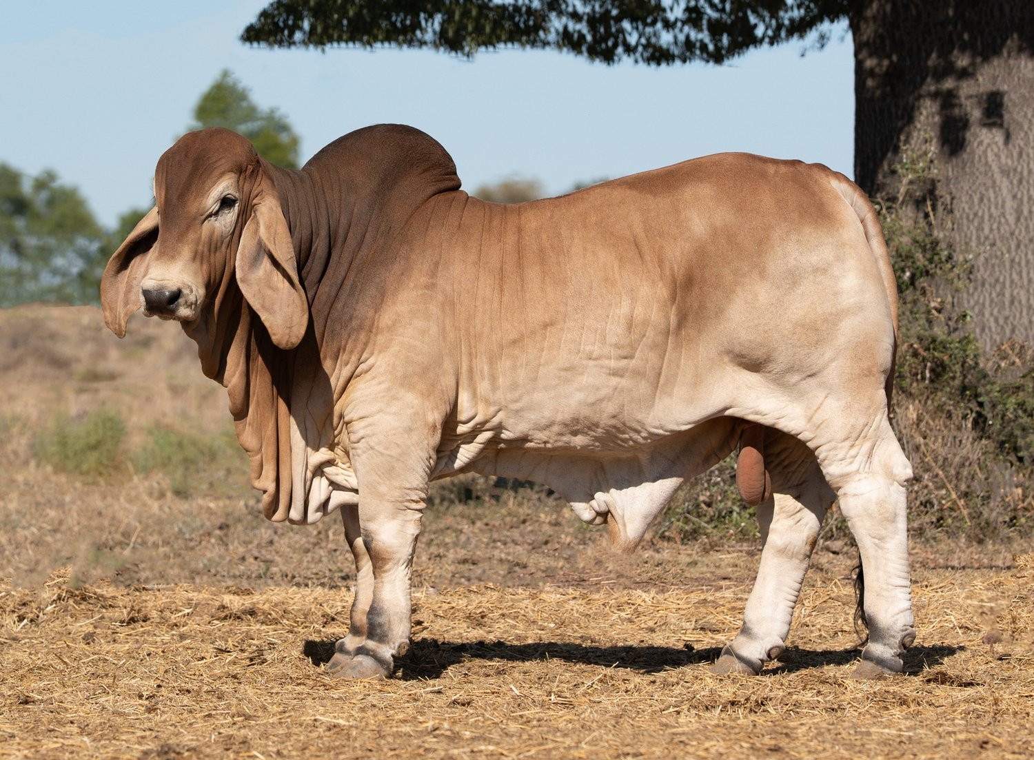 Upcoming Sales — KENT BEEF