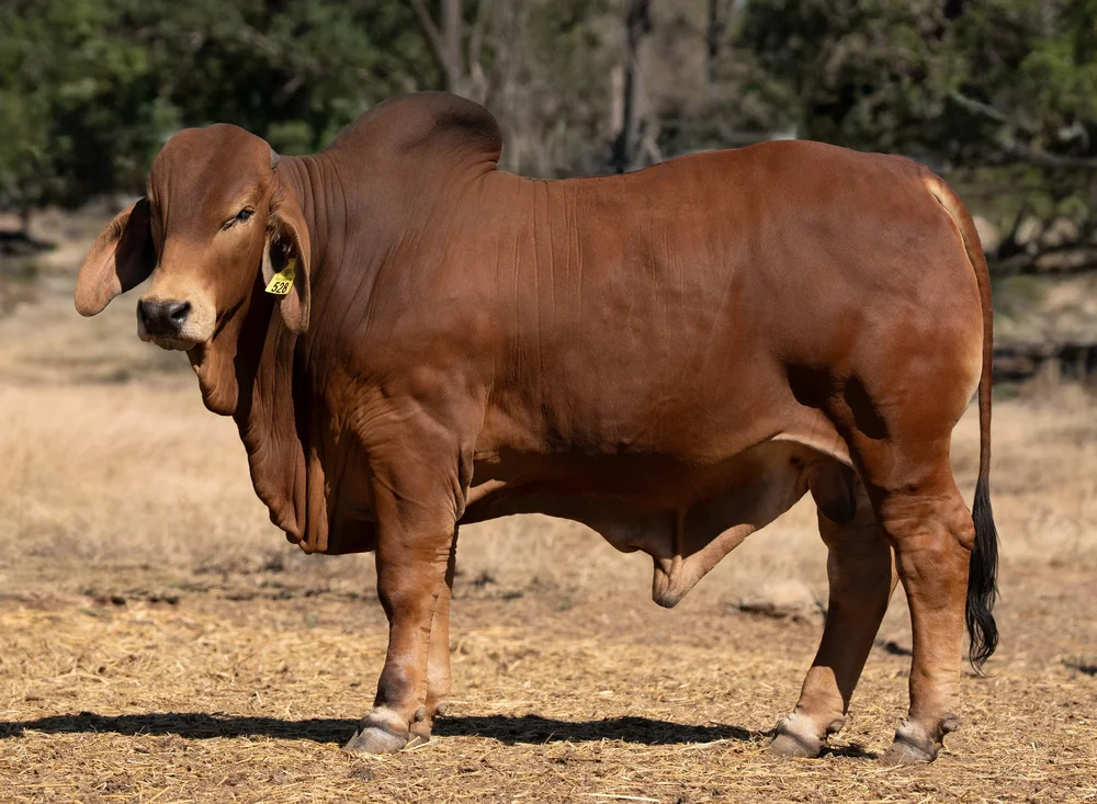 Upcoming Sales — KENT BEEF