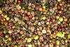 Anaerobic Digestion Plants: What They Are and Why They Benefit Local ...