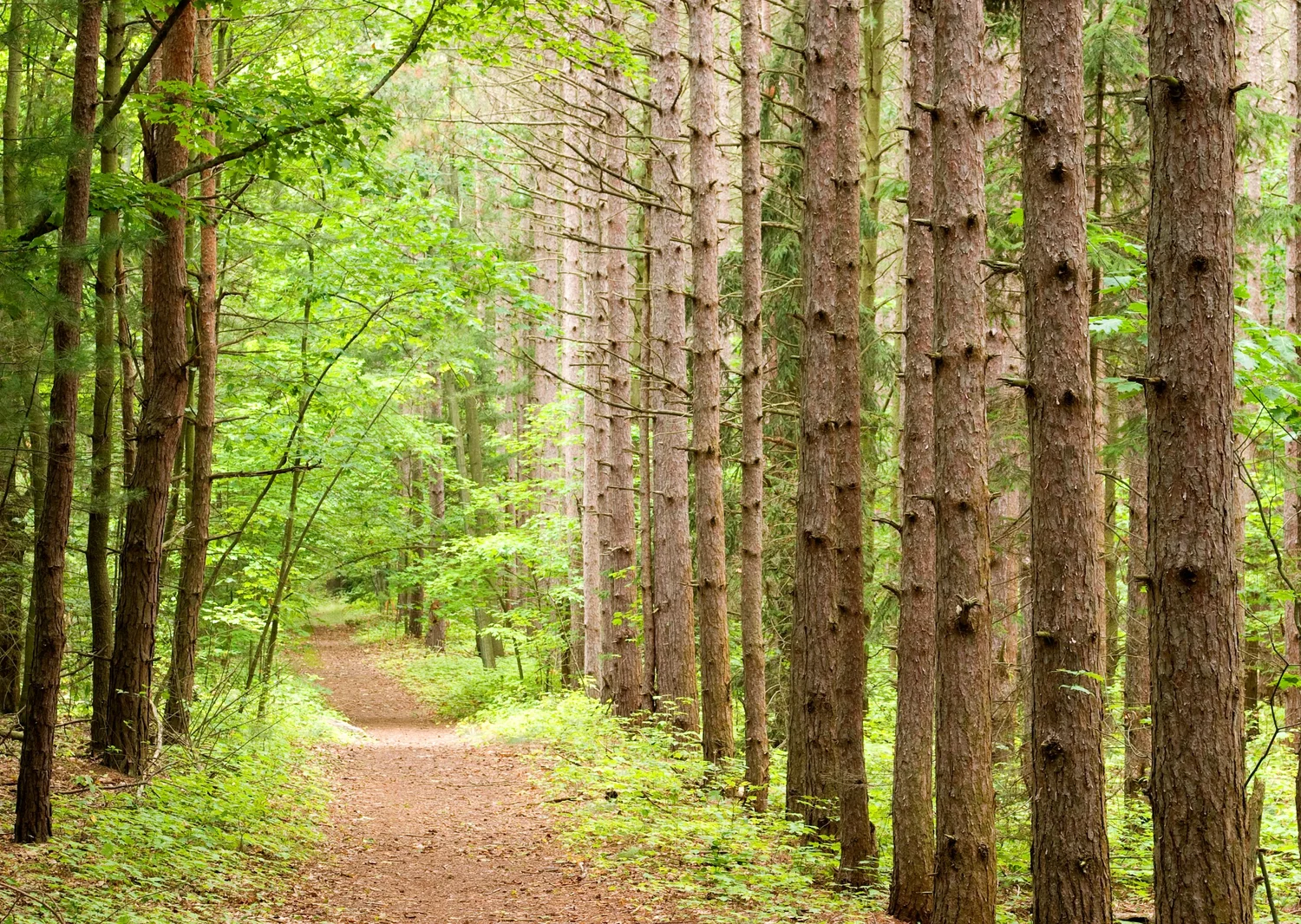 Pier Cove Ravine Trust