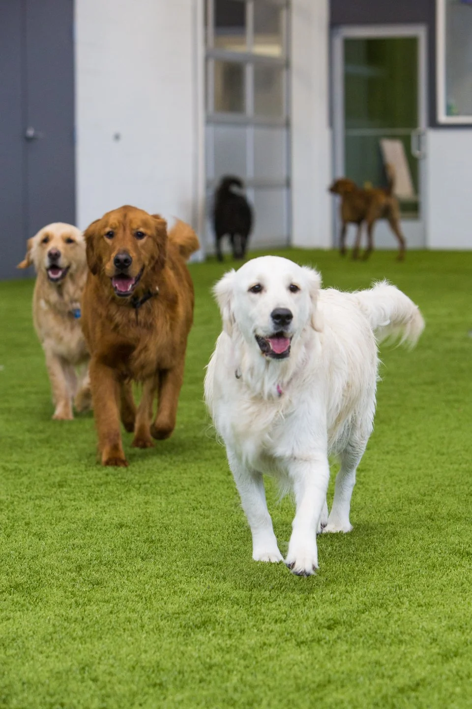 Unleashed Dog Hotel | Book Your Dog's Stay Today