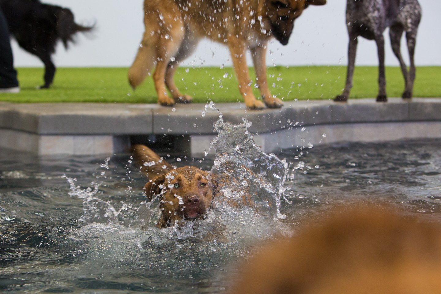 Unleashed Dog Hotel | Book Your Dog's Stay Today