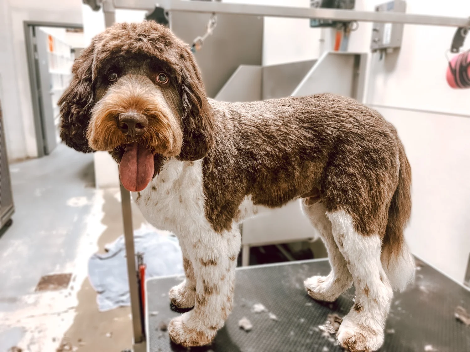 Unleashed Dog Hotel | Book Your Dog's Stay Today