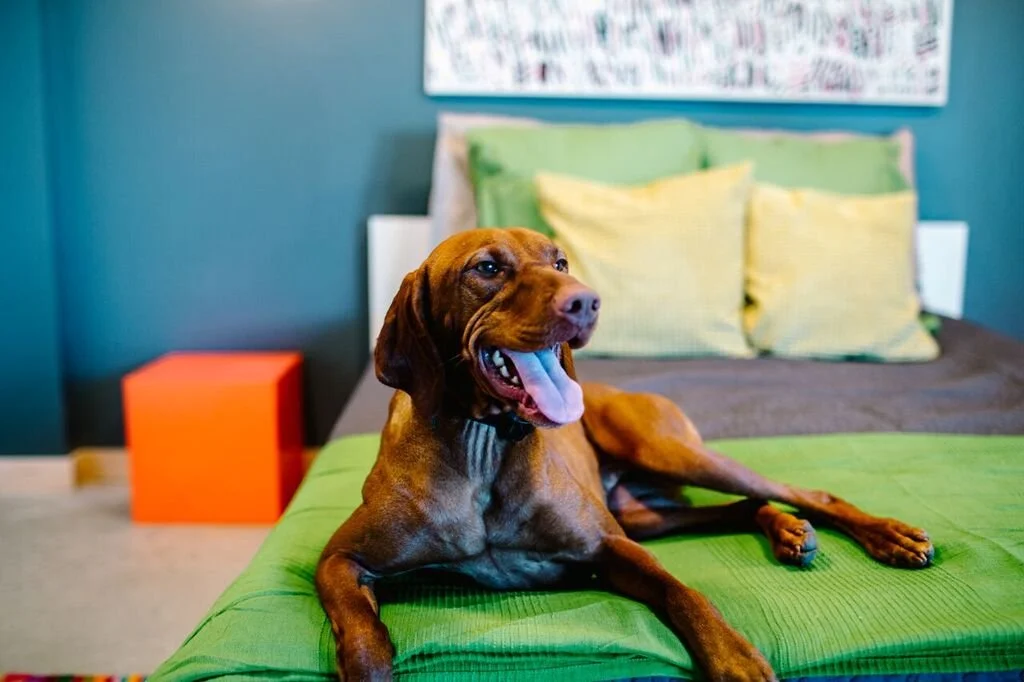 Boarding | Book Your Dog's Stay Today — Unleashed Dog Hotel