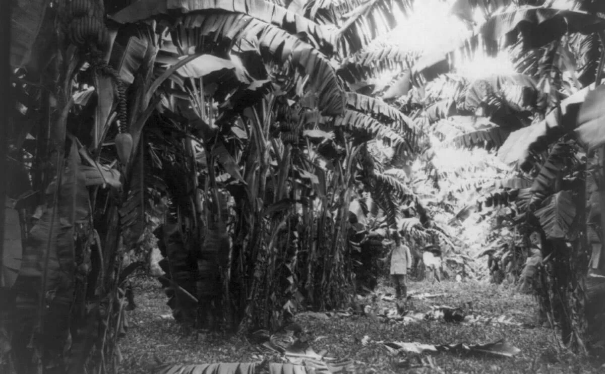 Crisis: Spanish JCC Making A Banana Split: Las Guerras Bananeras, 1920