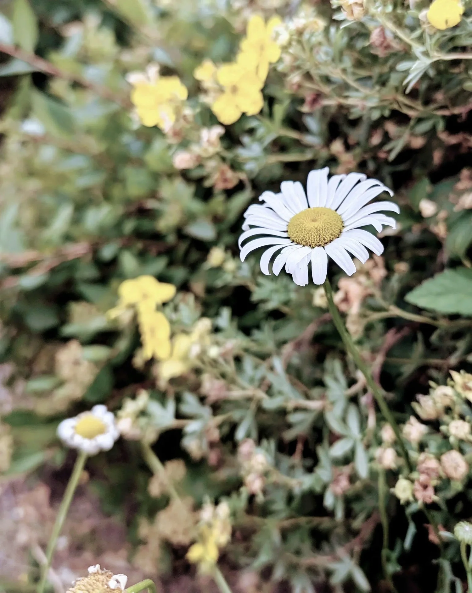 Daisy Chain Events