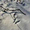 The Subnivean Zone, life under the snow… — Berrien County Conservation ...