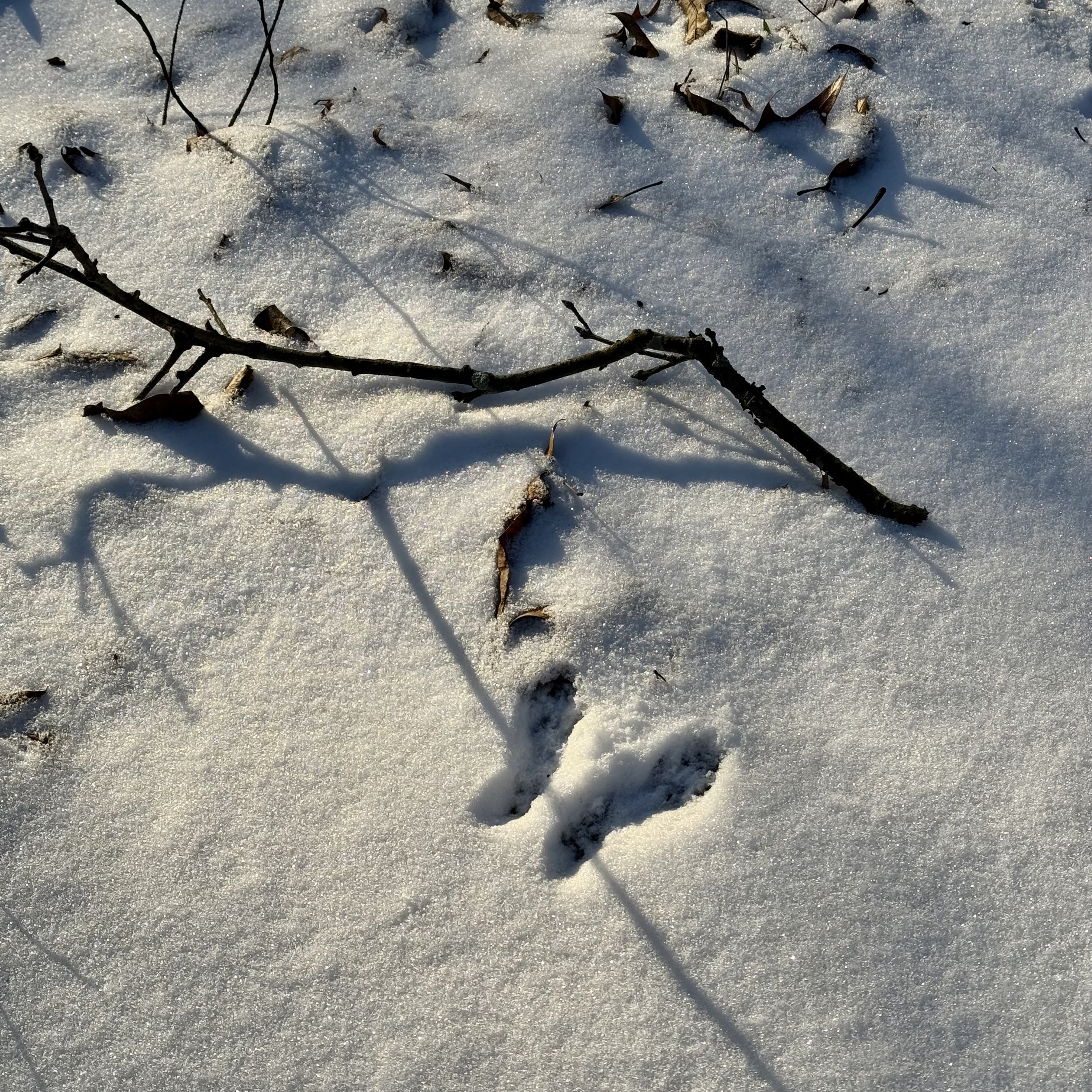 The Subnivean Zone, life under the snow… — Berrien County Conservation ...