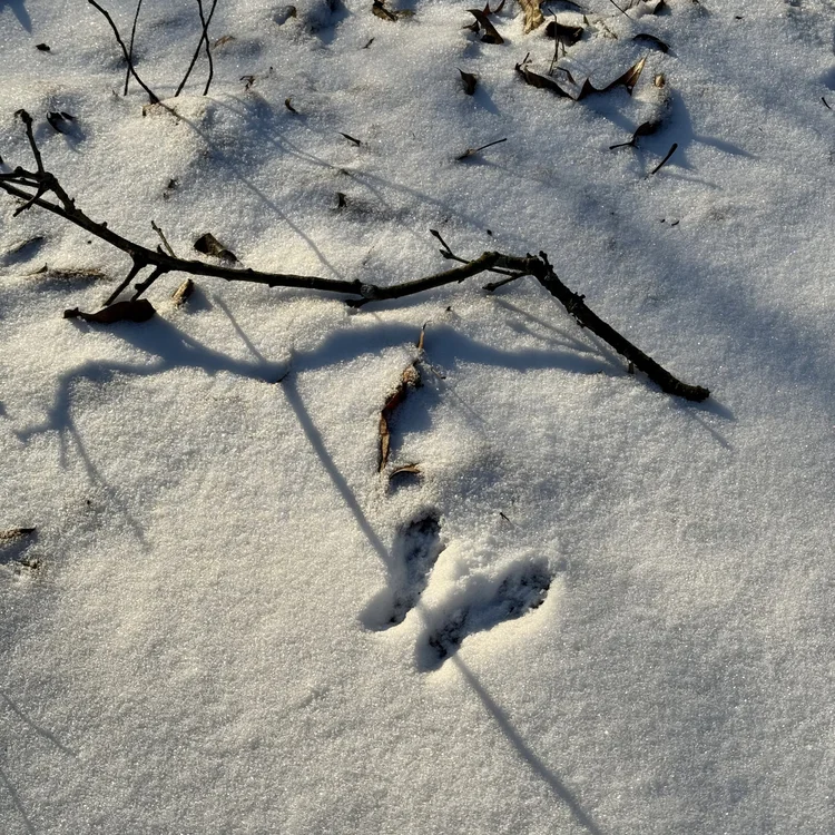 The Subnivean Zone, life under the snow… — Berrien County Conservation ...