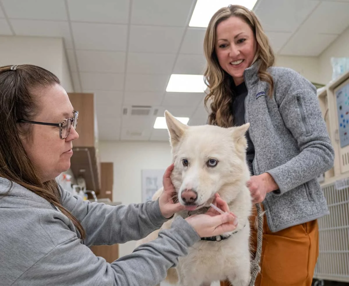 Services — River Valley Veterinary Center
