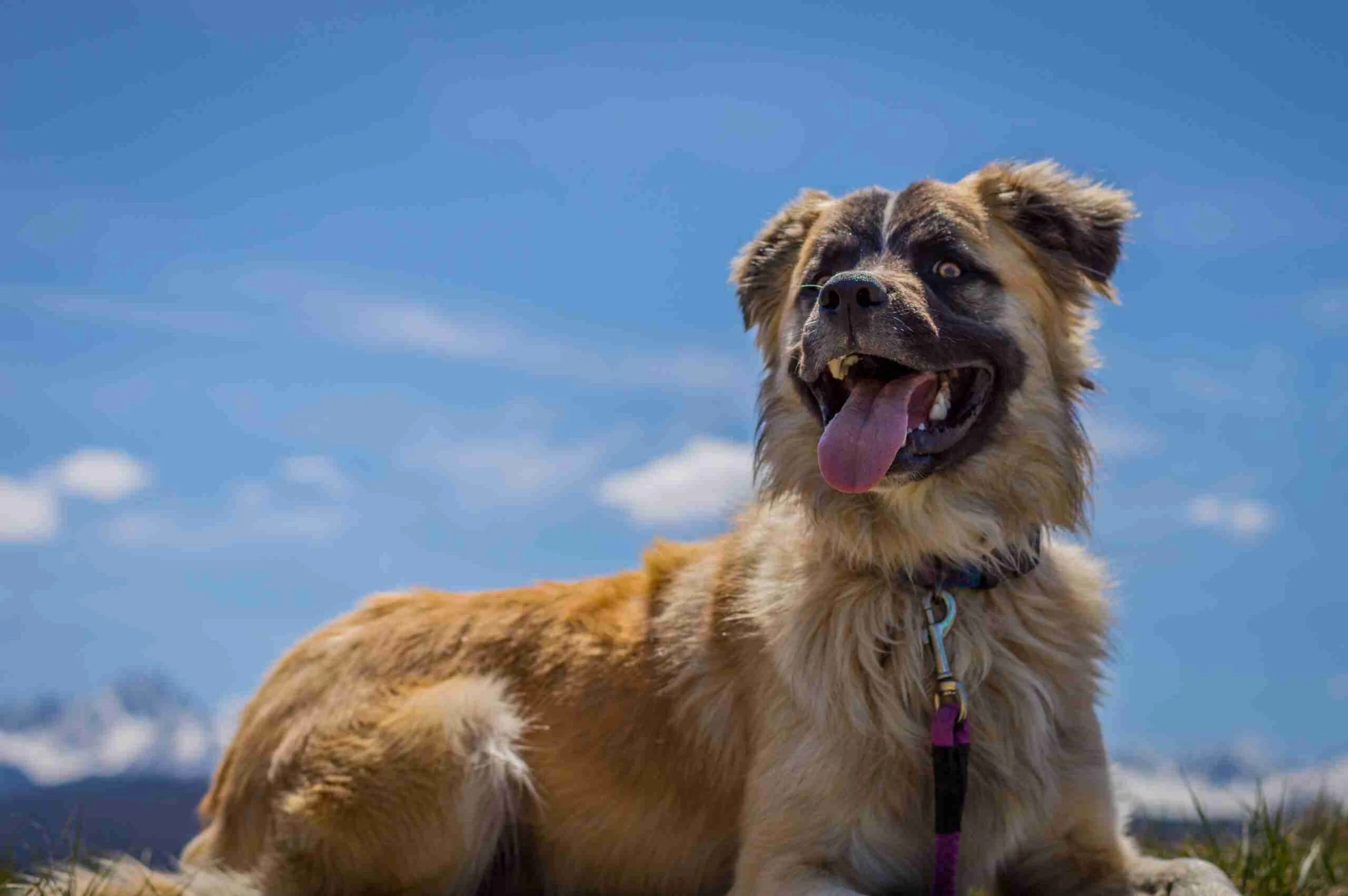 Trial Adoption Program | Second Chance Humane Society — Second Chance ...