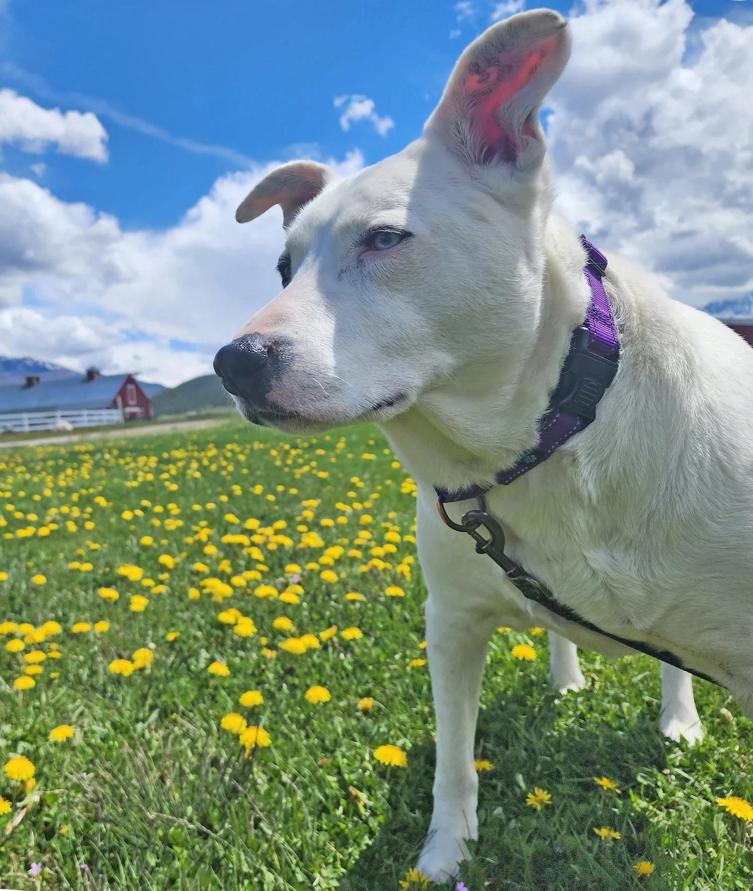 About Us | Second Chance Humane Society | Ridgway, Colorado — Second ...
