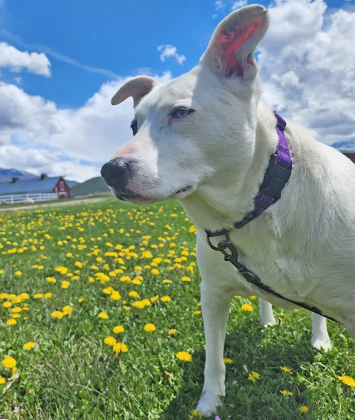 About Us | Second Chance Humane Society | Ridgway, Colorado — Second ...