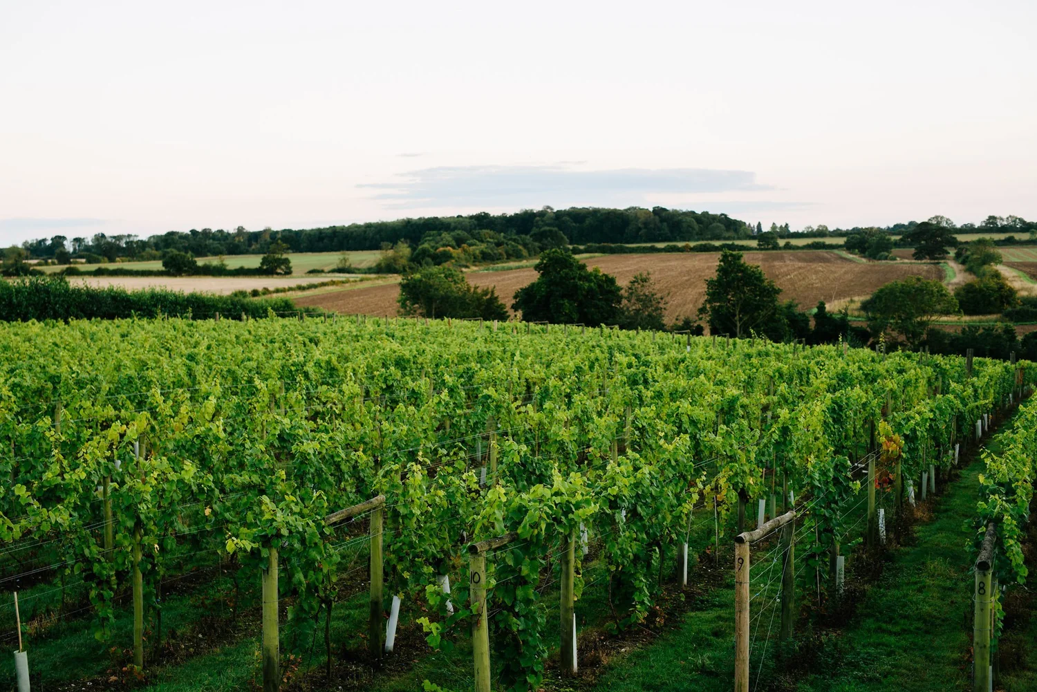 Vineyard — Wyken Vineyards