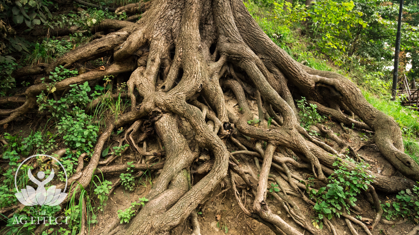 Strong Leaders Build Habits From The Roots Up — The AG Effect