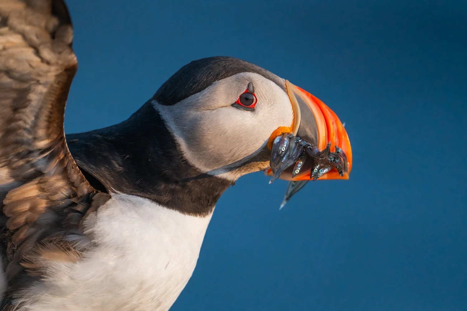 Why Puffins Carry Fish in Their Beaks — Ourwild