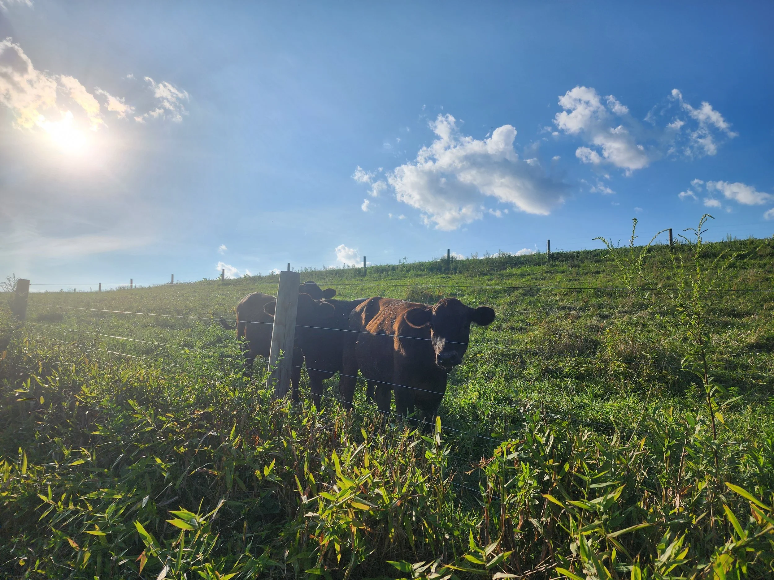 Welcome to Honey Brook Farm