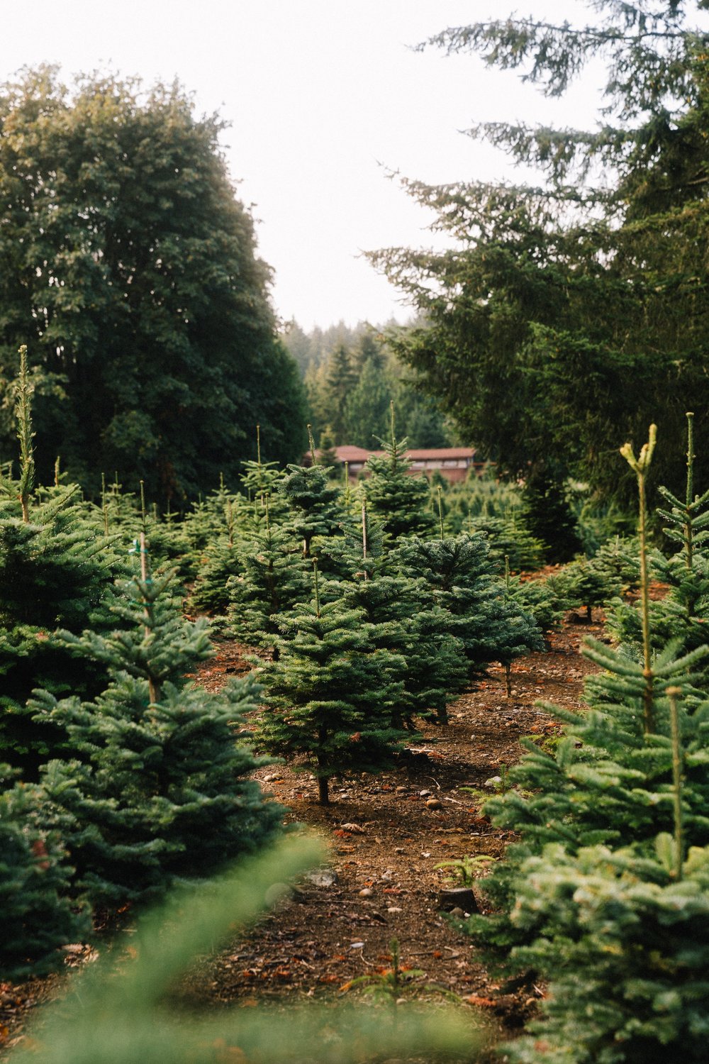 Trinity Tree Farm is a Christmas tree farm in Issaquah, WA | U-cut ...