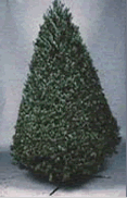 Trinity Tree Farm is a Christmas tree farm in Issaquah, WA | U-cut ...