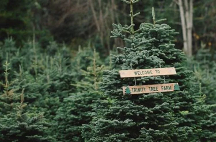 Trinity Tree Farm is a Christmas tree farm in Issaquah, WA | U-cut ...