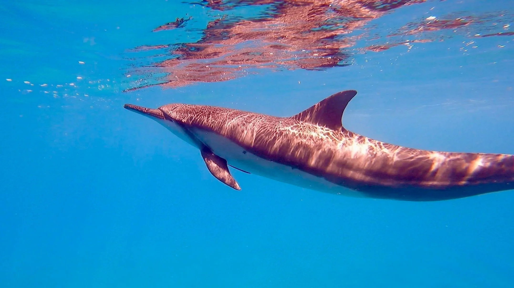 Hokulani Kai Island Tours