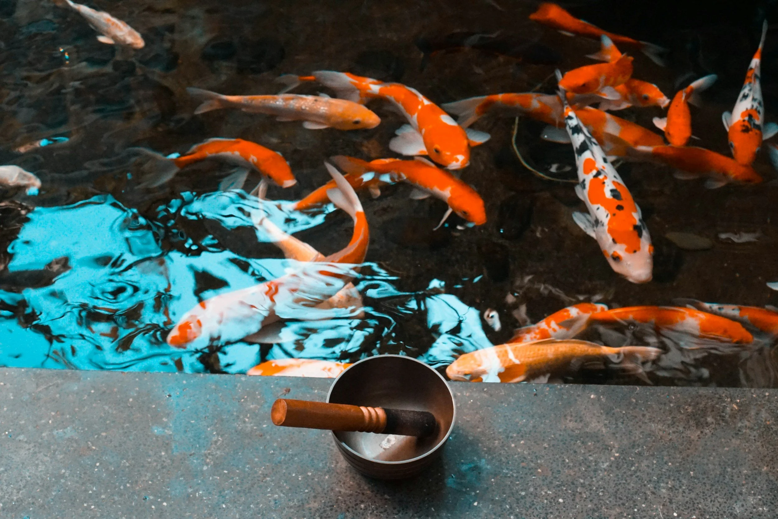 Our Story | Discover Quality Koi Today — Robert's Koi Farm