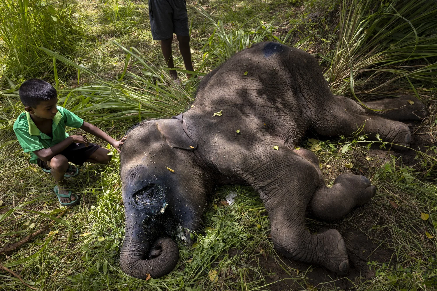 Asian Elephants - Culture, Conflict and Co-existence — Brent Stirton