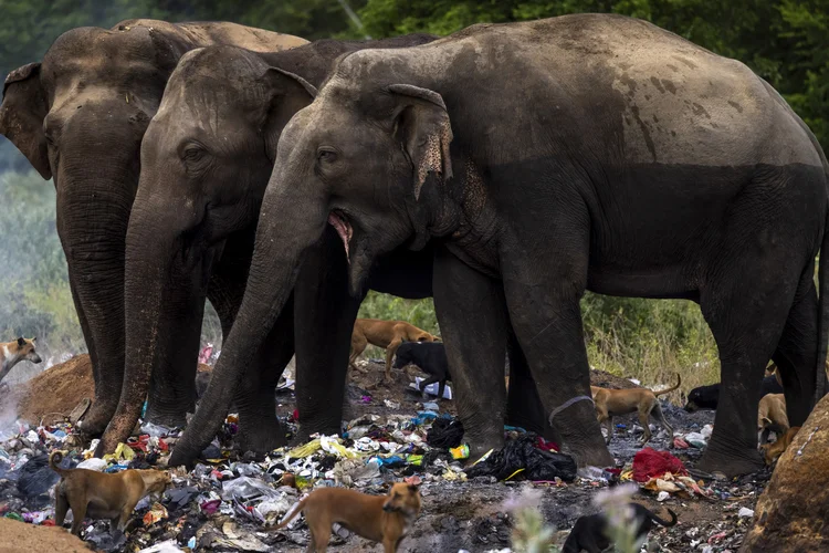 Asian Elephants - Culture, Conflict and Co-existence — Brent Stirton
