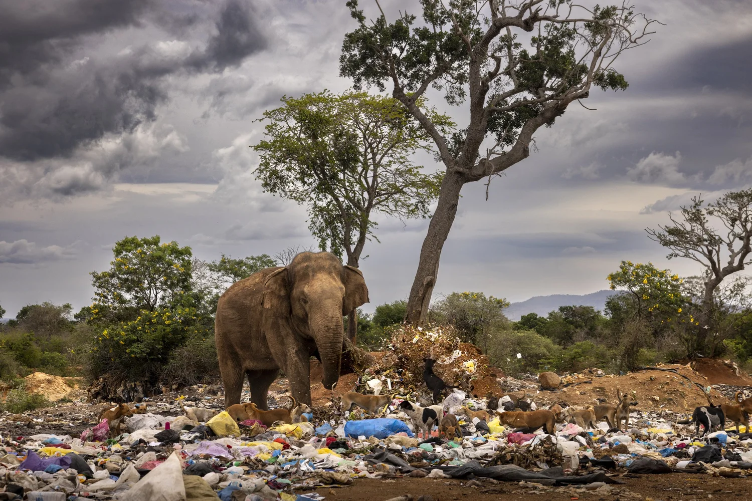 Asian Elephants - Culture, Conflict and Co-existence — Brent Stirton