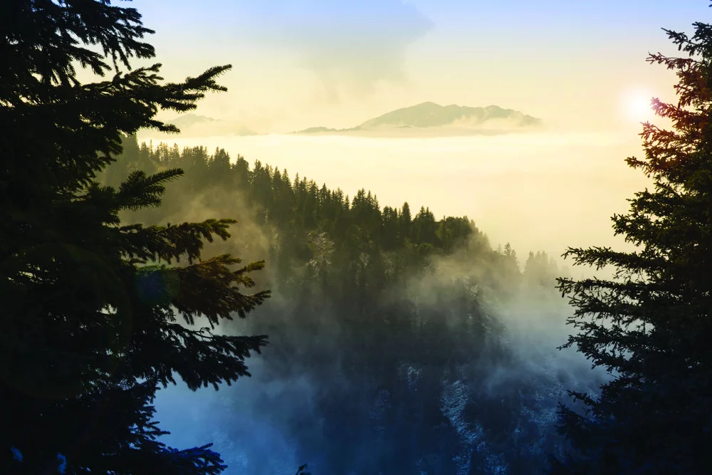 Scierie de Savoie Lapierre & Martin