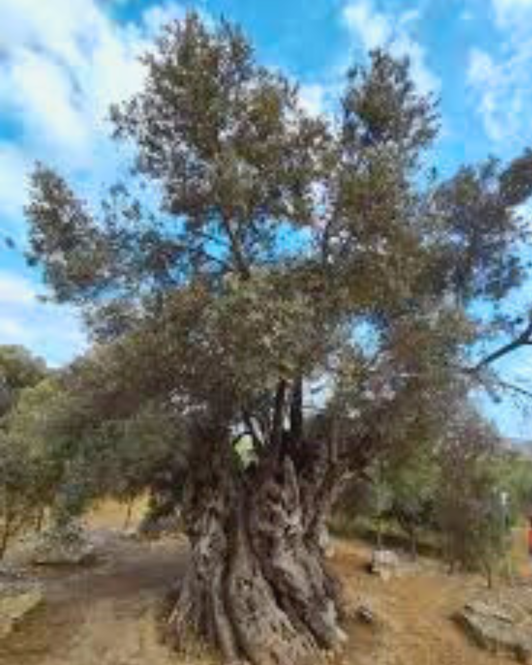 Greece: The Oracle Path — Global Journey Inward | Mindful Wanderer ...